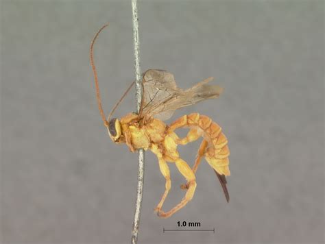 Xanthopimpla Romani Waspweb