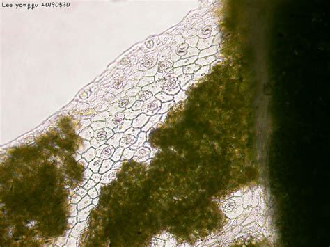 현미경 사진 접시꽃 기공 네이버 블로그