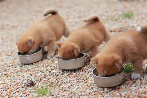 愛犬がご飯を食べすぎて悩んでいませんか？ Newscast