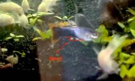 Guppy Mating Behavior Fish Breeding C A R E