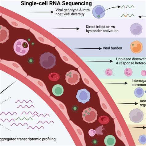 Transcriptomic Approaches To Profile Antiviral Immunity Download Scientific Diagram