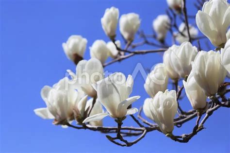 ハクモクレン 白木蓮 白い花 No 4703301写真素材なら写真AC無料フリーダウンロードOK