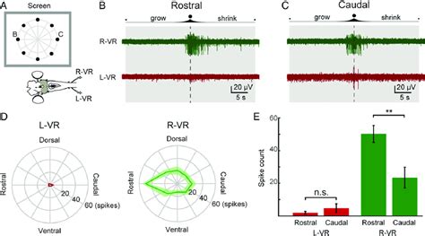 Anterior Visual Field Evokes The Strongest Orienting Like Response A Download Scientific