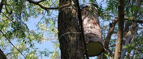 Как сделать ловушку для пчел своими руками чертежи размеры фото видео