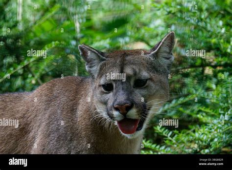 A Close Up Of A Cougar In A Lush Green Forest With Its Mouth Open
