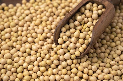 유토이미지 백태 백태콩 콩 메주콩 곡물 곡류 잡곡 곡식 농작물 신선 음식 식재료 음식재료 식품 유기농