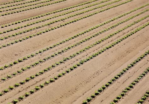 Premium Photo Full Frame Shot Of Agricultural Field