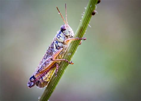 Good Morning Grasshopper Shutterbug