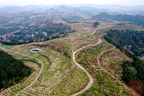 C视频丨千亩荒山变身花果山 返乡女大学生打造橘子王国四川在线