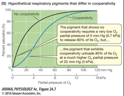 O2 Dissociation Curve Flashcards Quizlet O2 Dissociation Curve Flashcards Quizlet