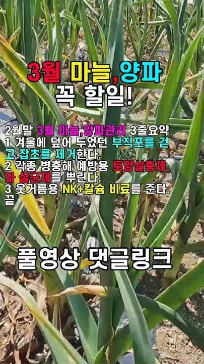 마늘 양파 이거하면 굵어집니다 3월에 4월에 마늘양파 농사 관리법마늘 추비 시기마늘 웃거름 주는 시기 병충해 관리 살충 살균 Youtube