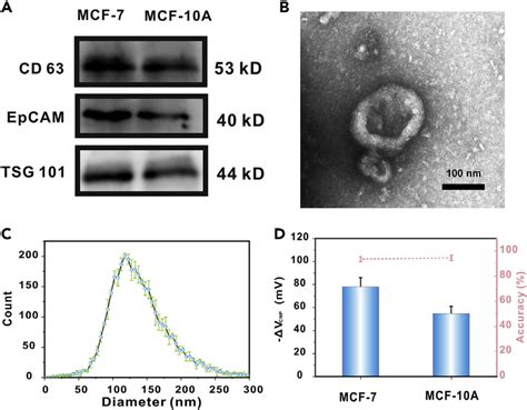 Characterization Of Exosome A Western Blotting Of CD63 EpCAM And Download Scientific
