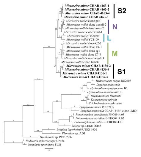 Bayesian Inference Bi Phylogenetic Tree Based On Nifh Gene Sequences Download Scientific
