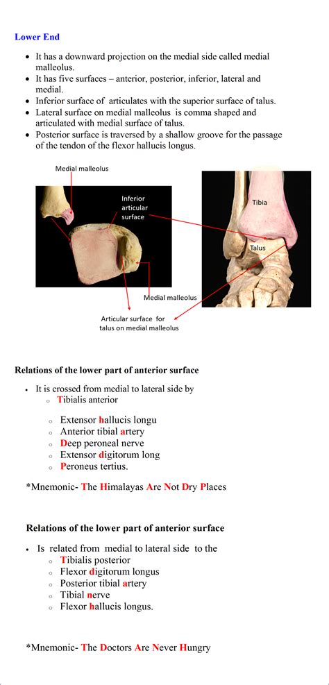 Tibia Anatomy QA