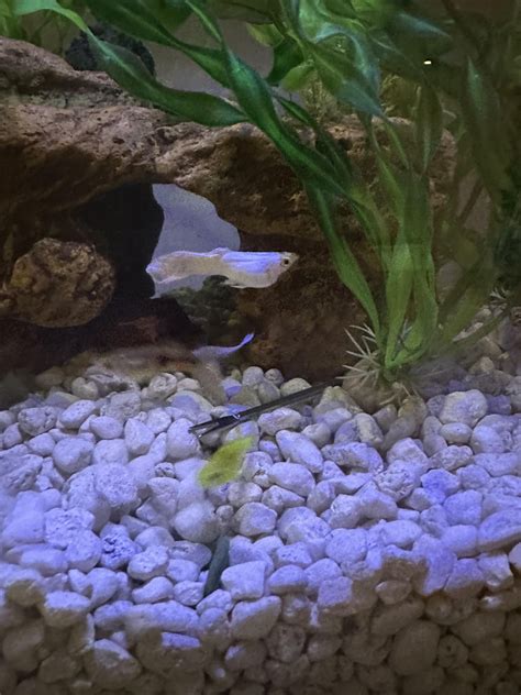 Is My Mollie Pregnant Raquariums