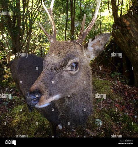 Yakushima Sika Deer Cervus Nippon Yakushimae Male Yakushima National
