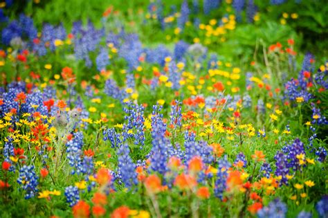 Free Photo Wildflowers Flowers White Free Download Jooinn