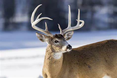 Dnr Testing Explains Where Michigans Cougars Came From