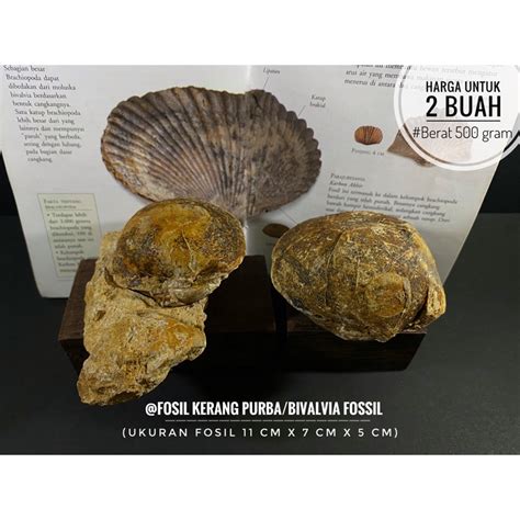 Jual Fosil Kerang Purba Alam B43 Atau Fosil Bivalvia Atau Fosil Kijing