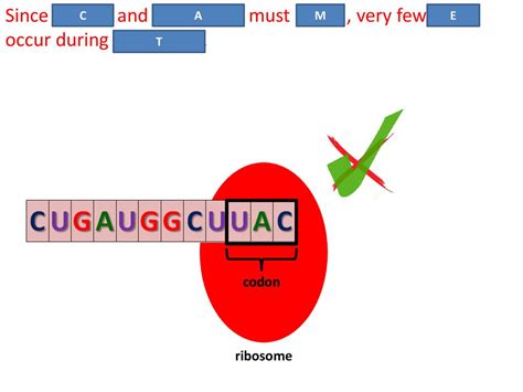 After Leaving The Nucleus Mrna Heads To A Ribosome Ppt Download