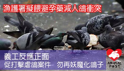 漁護署擬餵鴿子吃避孕藥減人鴿衝突 義工反應正面 倡推教育勿妖魔化鴿子 香港動物報 Hong Kong Animal Post