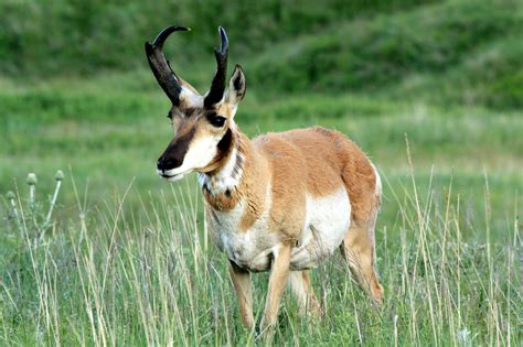 Did You Know Pronghorns Shed Their Horns