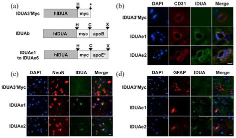 Targeting Bbb A Engineered Idua Proteins Introduce Lrp1 Mediated Download Scientific Diagram