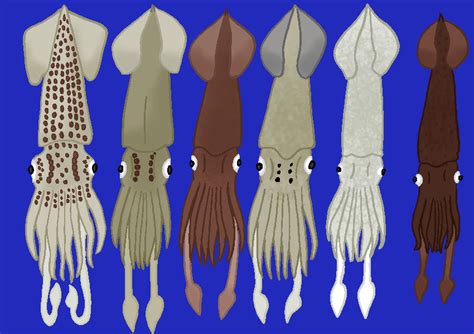 Enoploteuthids The Firefly Squids 2 By Thesirenlord On Deviantart