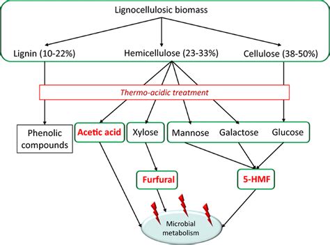 Composition Of Lignocellulosic Biomass And Products Generated During