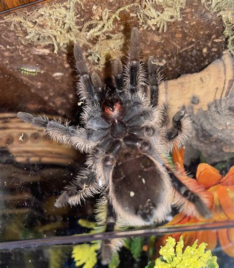 Sexing T R Tarantulas