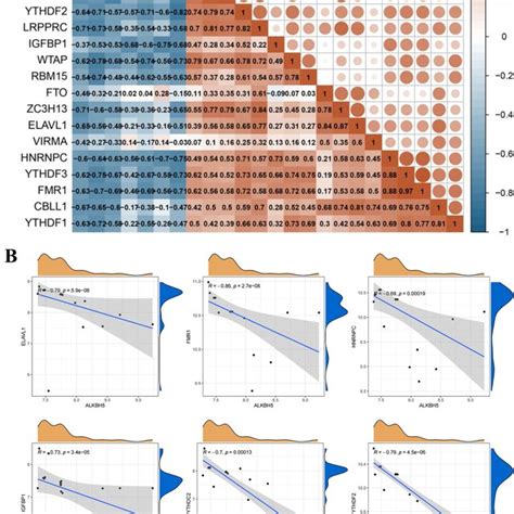 correlation analysis of m6a regulators in pcos a correlation heatmap