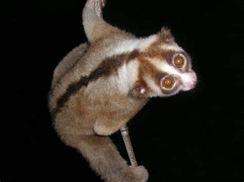 Javan Slow Loris Nycticebus Javanicus New England Primate Conservancy