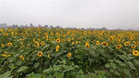 Final Object Detection Dataset By Sunflower Detection