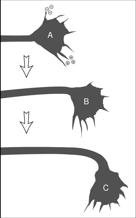Schematic For Growth Cone Turning And − Represent Attractive And