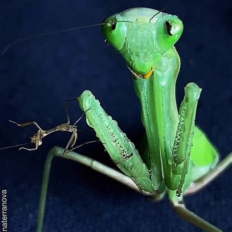 Diana Terranova биография рост вес размер груди