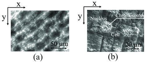 Cell Of Garlic Root A Cell Image By Optical Microscope B Cell