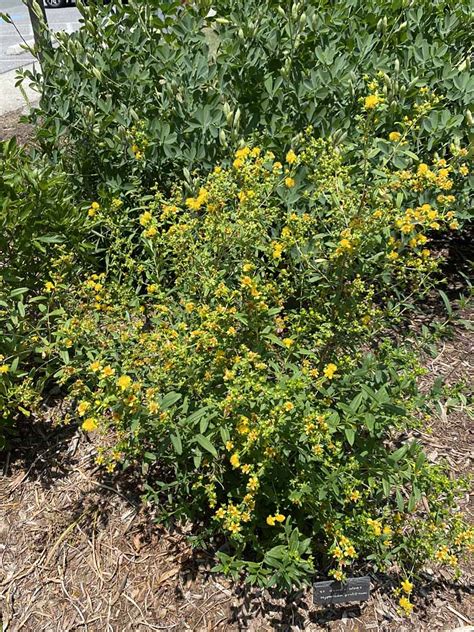 Native Plants For Mid Atlantic Gardens Hypericum Prolificum