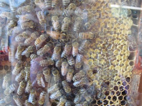 West Kootenay Babes Abuzz With Observation Hives Bee BC