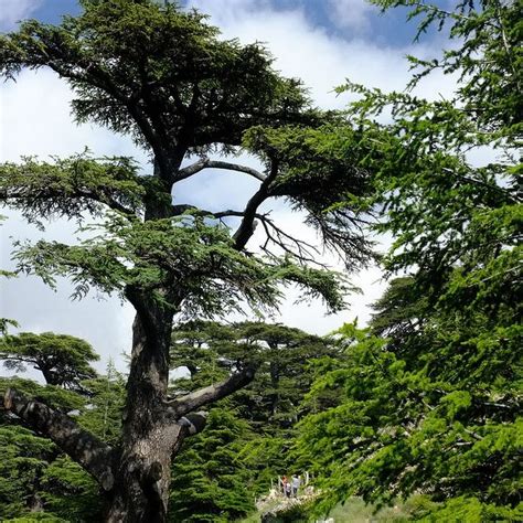 Cedars Of Lebanon The Cedars Of God Amusing Planet