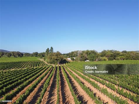 프랑스 남동부 프로방스알프스코트 다쥐르 지역의 부서 바르에서 와인 만들기 생트로페 근처 젊은 녹색 포도와 7 월에 포도원 코트 드 프로방스 와인 공중 보기 0명에 대한 스톡