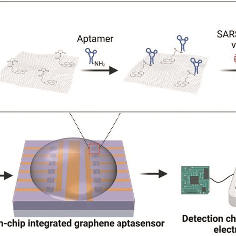 Schematics Of The Sars Cov 2 Virus Detection Using An On Chip