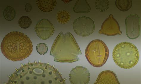 Tiny Tool Smithsonian Tropical Research Institute