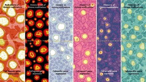 Vibrant Microscopic Images Showcasing Various Cell Structures And Patterns Premium Ai