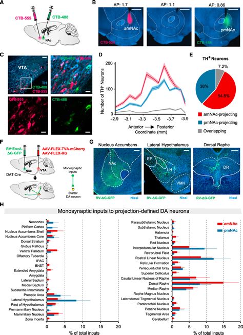 Figure 7 From Functional Architecture Of Dopamine Neurons Driving Fear Extinction Learning