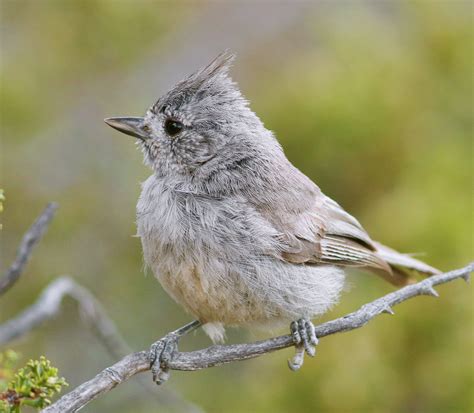 Juniper Titmouse Audubon Field Guide