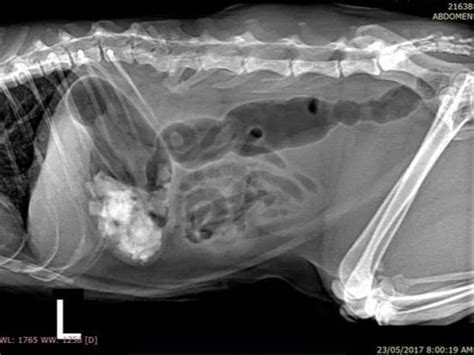 How To Interpret Cat X Rays 3 Essential Methods