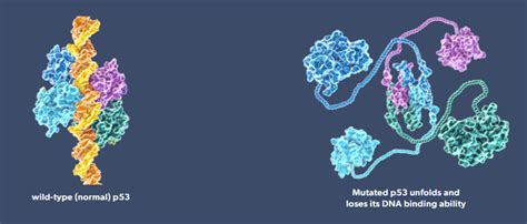 攻克kras之后，这位先驱有望突破p53“不可成药性” 知乎