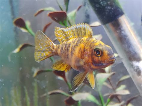 Sexing And ID Help Cichlid Fish Forum