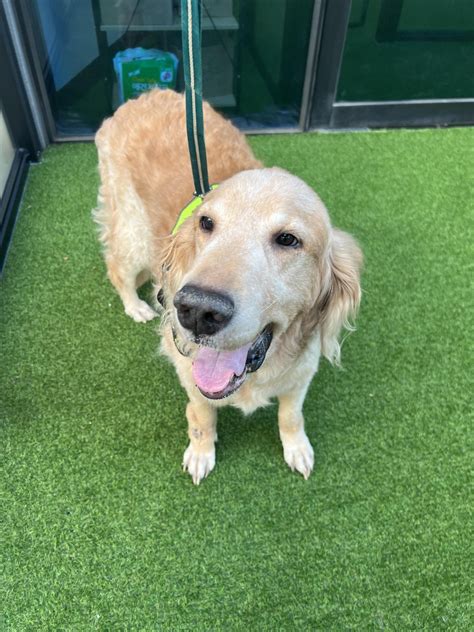 골든리트리버 망고 강아지무료분양 강아지파양 고양이파양 유기견무료분양입양 아이조아요양보호소