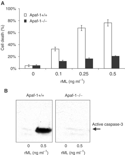 Apaf 1 Dependent Cytotoxicity And Caspase Activation By Rml Treatment Download Scientific